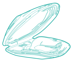 Mussels Matter: Exploring Restoration Design for Freshwater Mussels ...