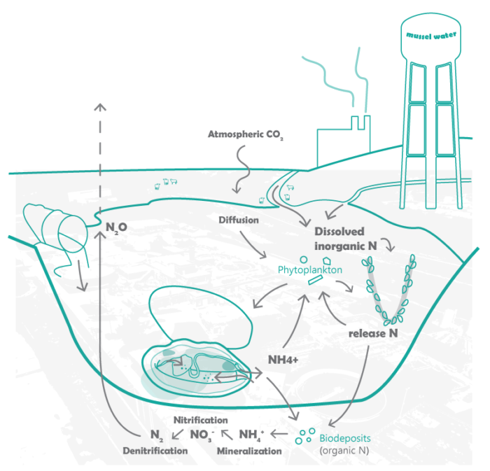 Mussels Matter: Exploring Restoration Design for Freshwater Mussels ...